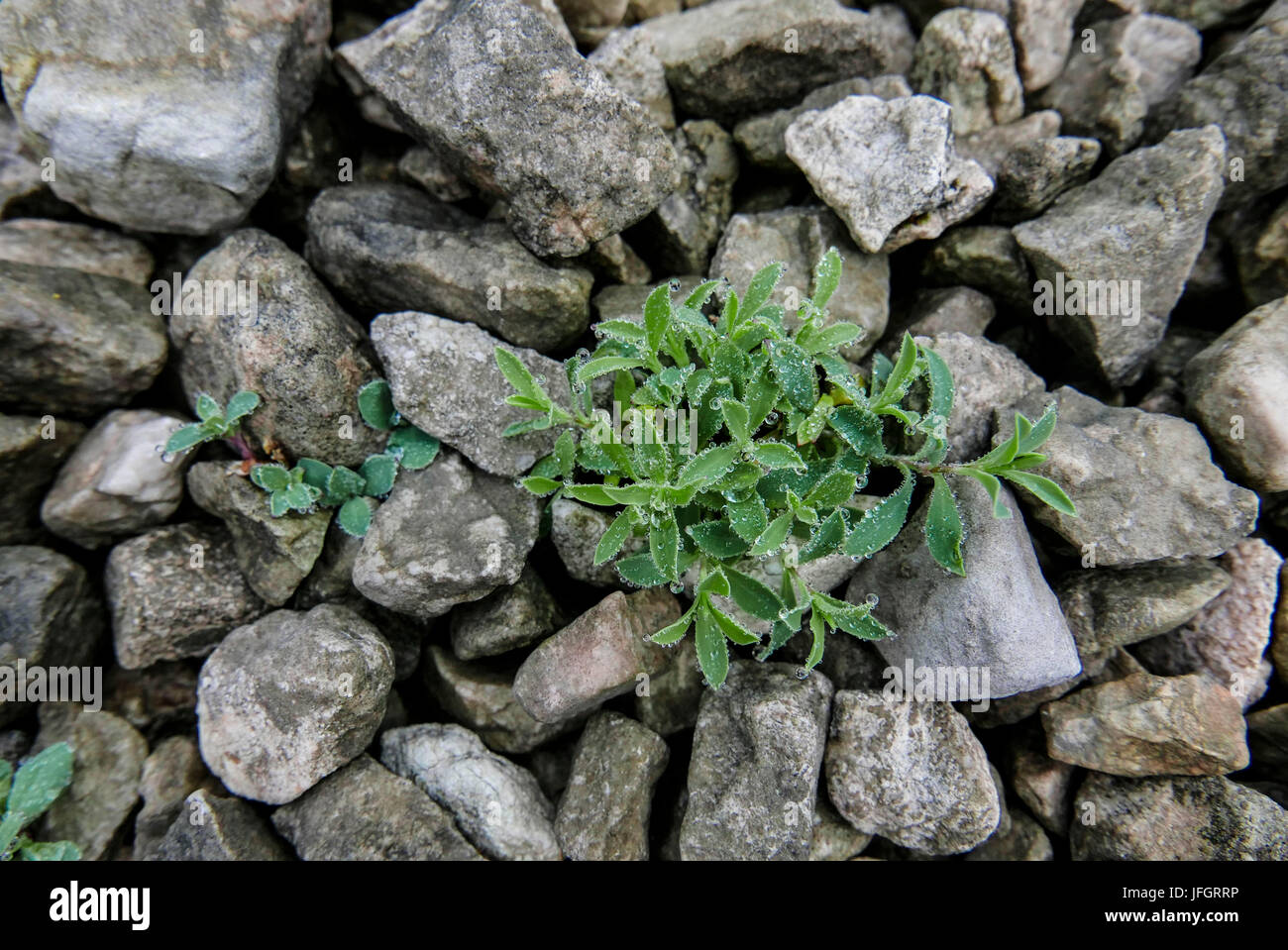 Subalpine step hi-res stock photography and images - Alamy