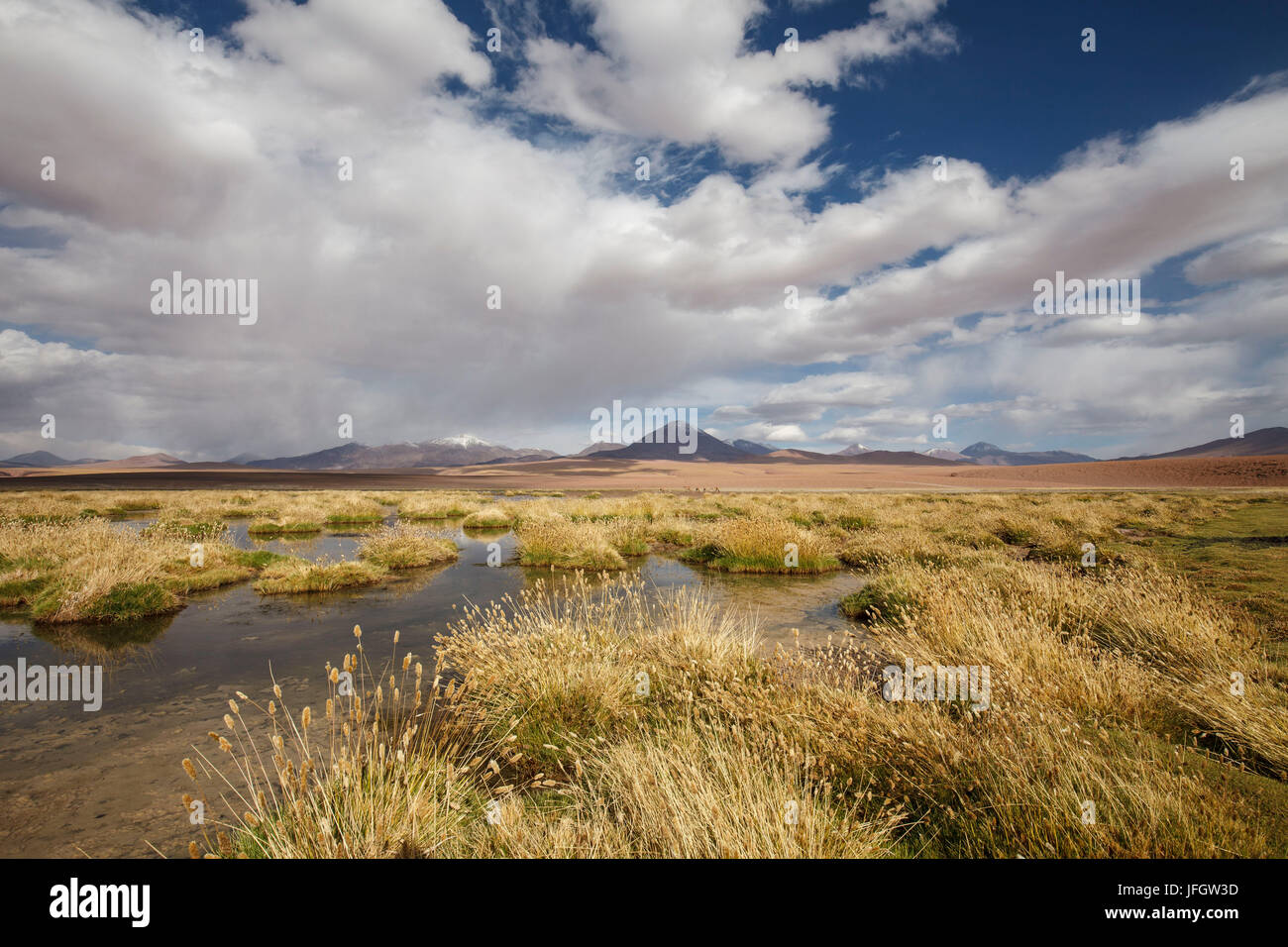Chile, pampas Incahuasi, Ischu grass, lagoon Stock Photo - Alamy