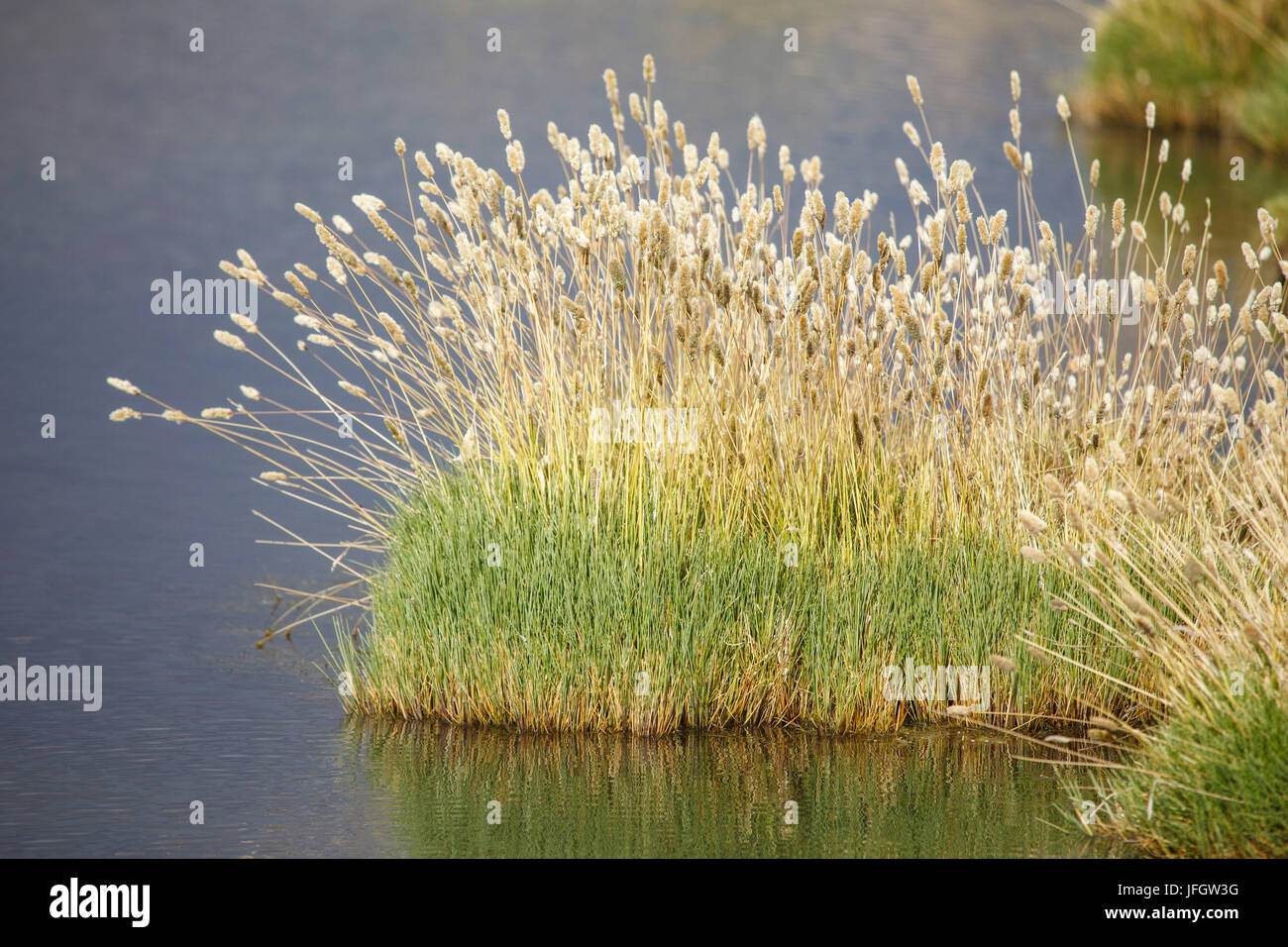 Chile, pampas Incahuasi, Ischu grass, lagoon Stock Photo - Alamy