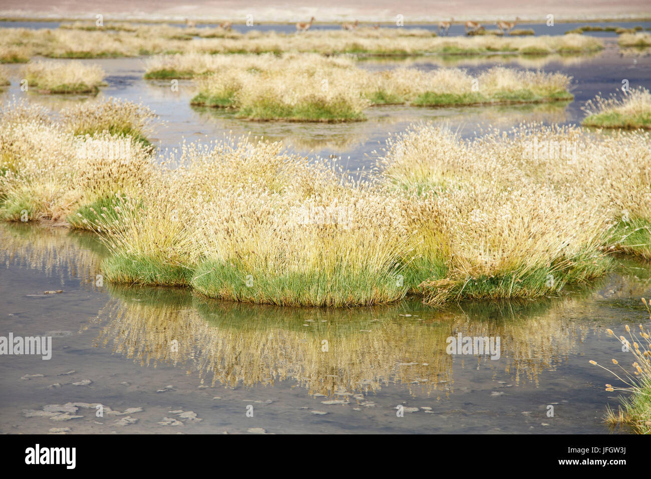 Chile, pampas Incahuasi, Ischu grass, lagoon Stock Photo - Alamy