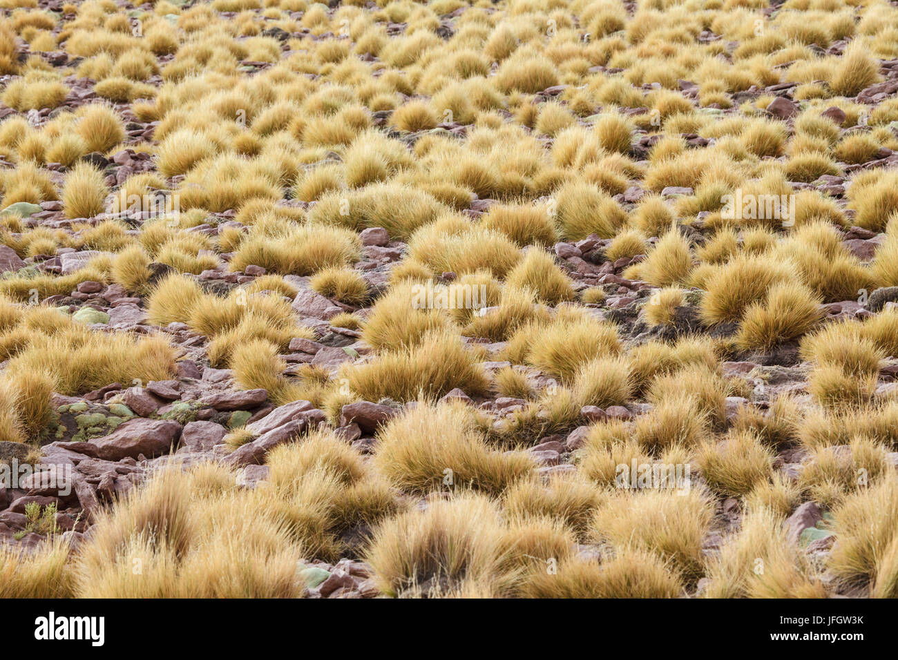 Chile, pampas Incahuasi, Ischu grass Stock Photo - Alamy