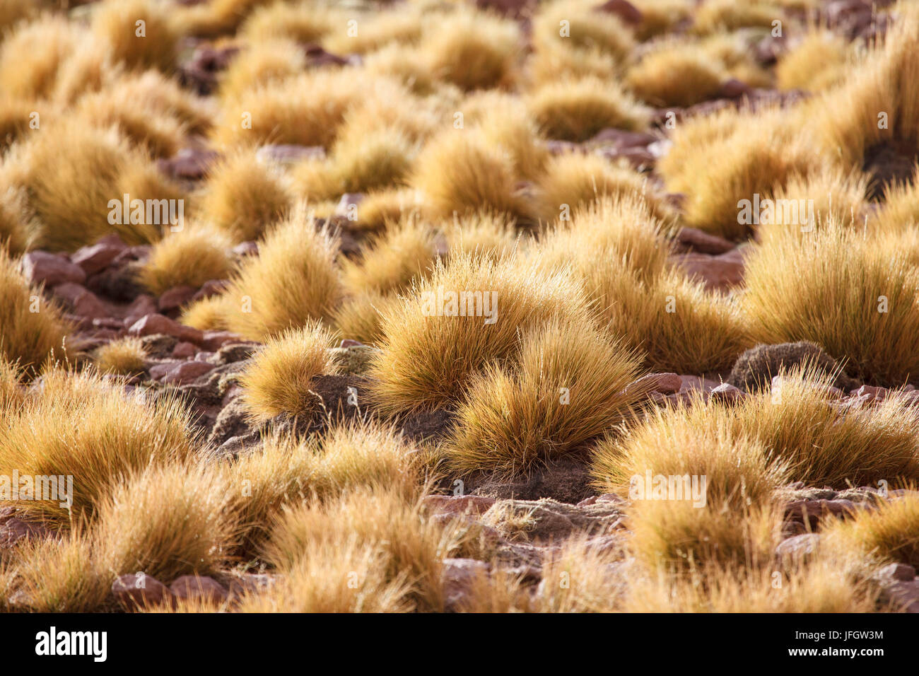 Chile, pampas Incahuasi, Ischu grass Stock Photo - Alamy