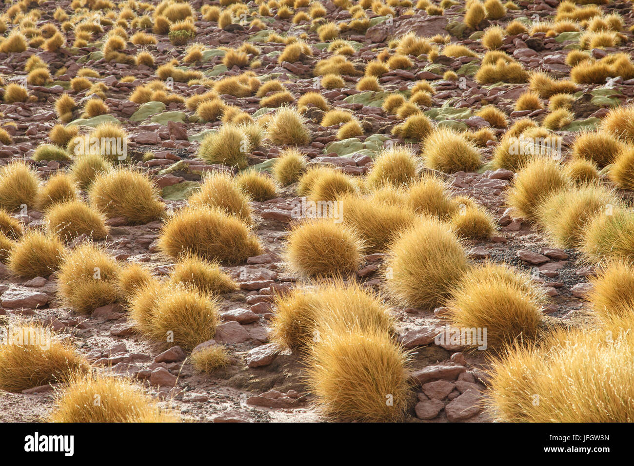 Chile, pampas Incahuasi, Ischu grass Stock Photo - Alamy
