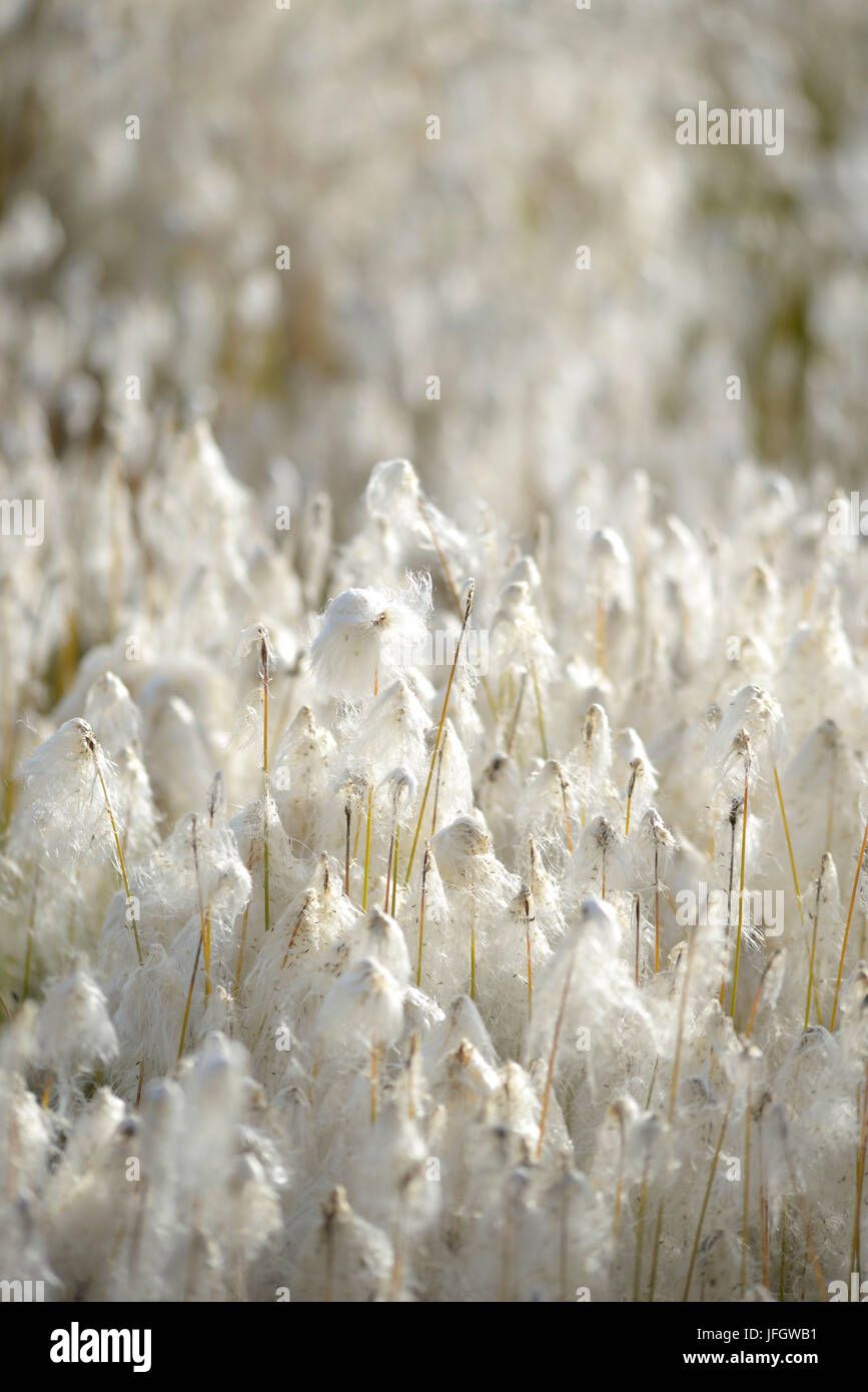 Close up cotton grass in hi-res stock photography and images - Alamy