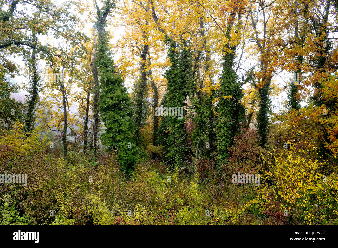 Trees in autumn Stock Photo - Alamy