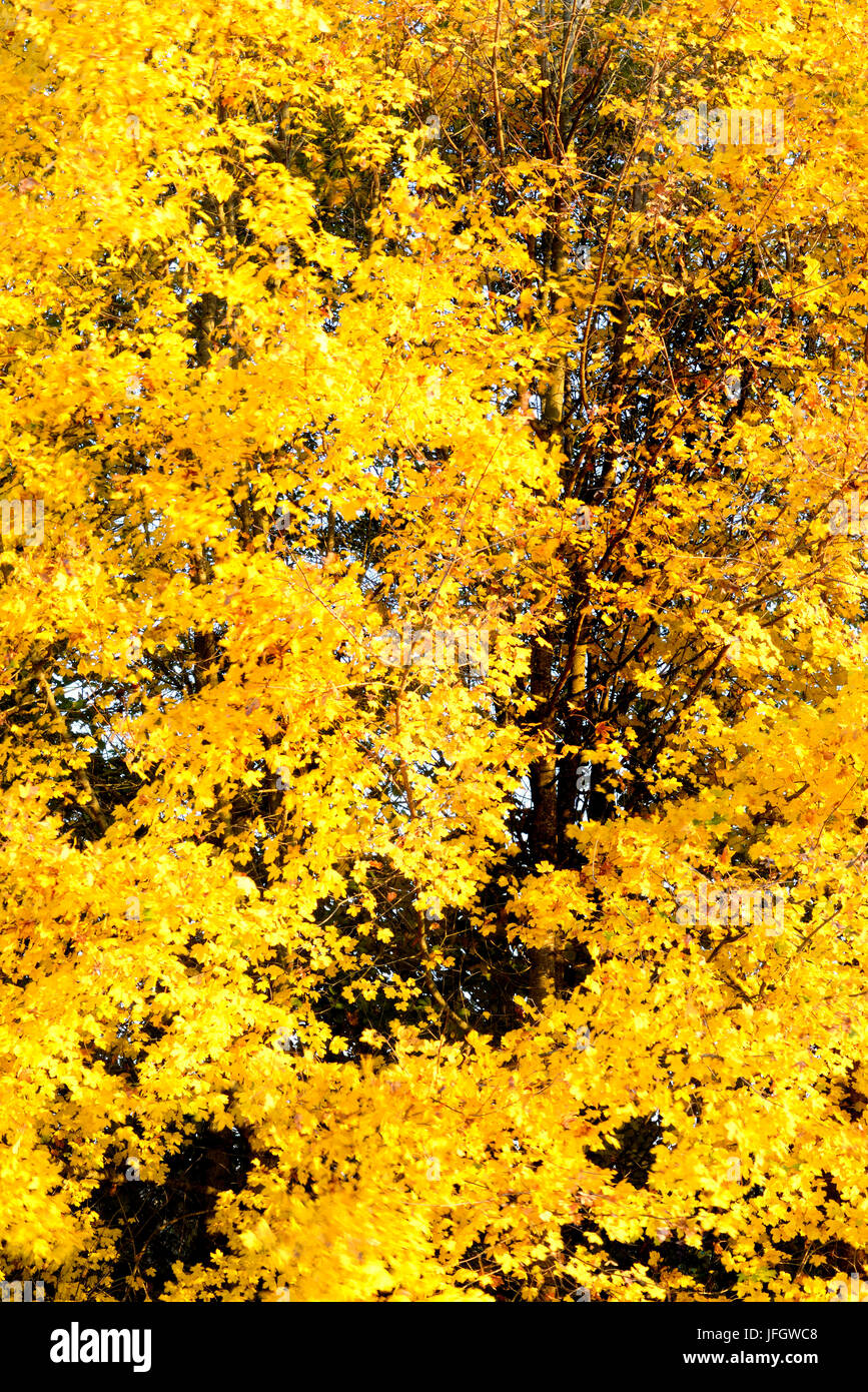 Trees in autumn Stock Photo - Alamy
