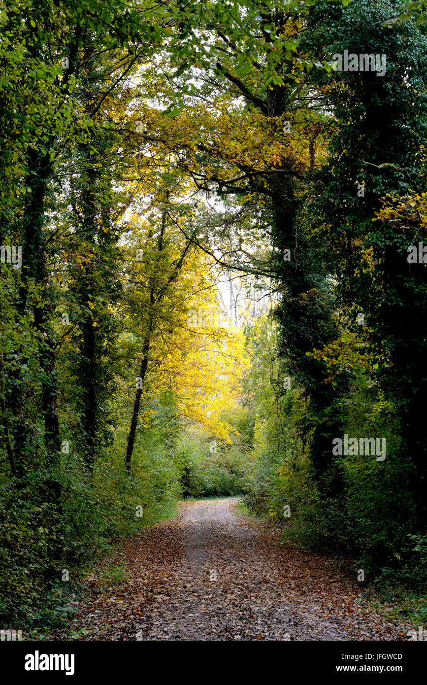Forest way in autumn Stock Photo - Alamy