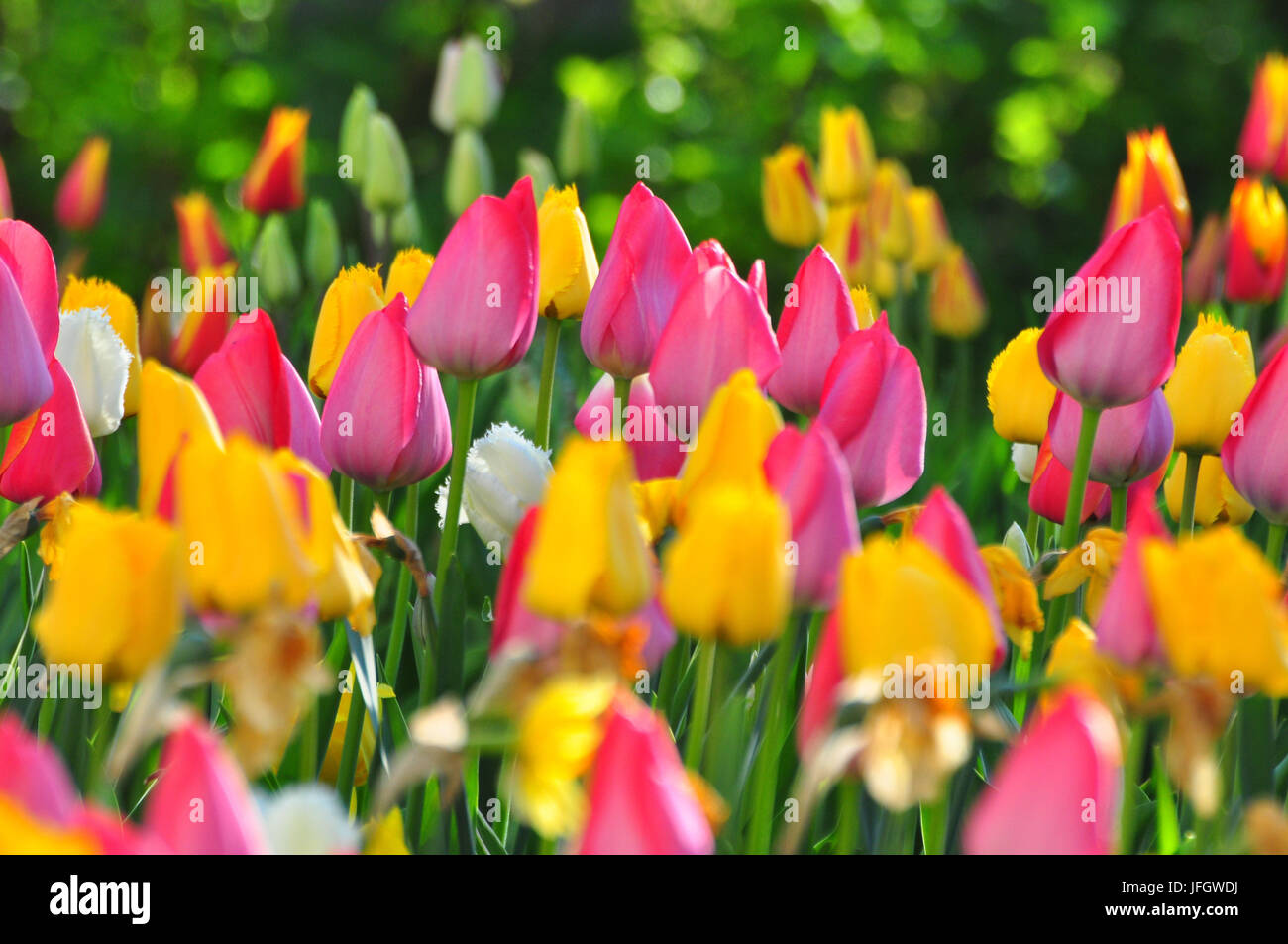 Flora, tulip blossoms, multicolored Stock Photo - Alamy