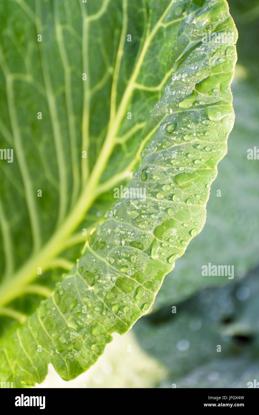 Cabbage, white cabbage in the field, dewdrop, Radolfzell, Lake of ...