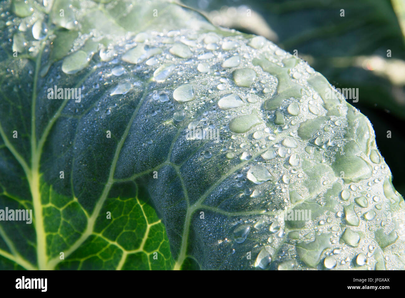 Cabbage, white cabbage in the field, dewdrop, Radolfzell, Lake of ...