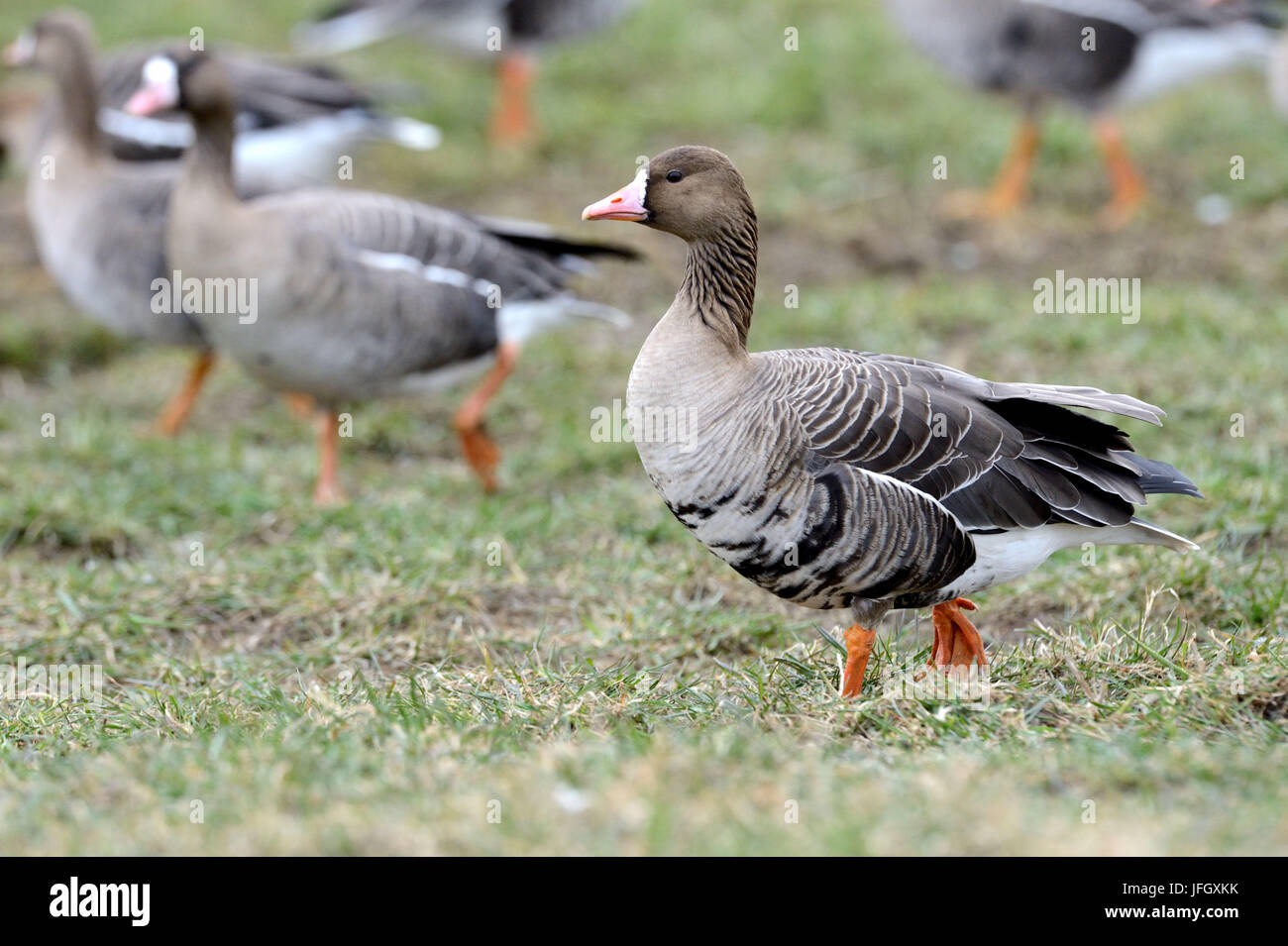 Real goose hi-res stock photography and images - Alamy