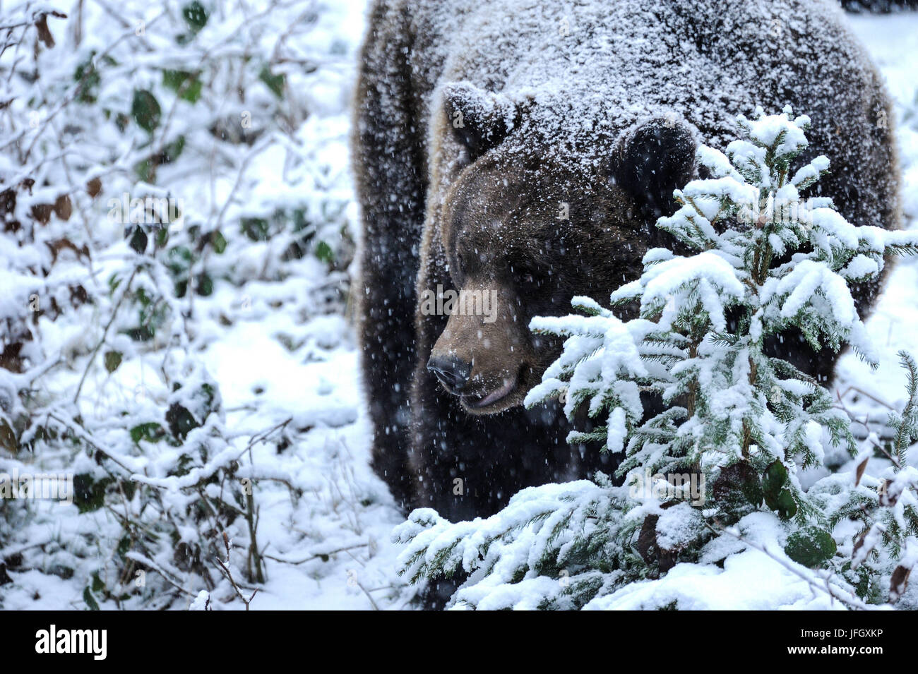 Brown bear, winter Stock Photo - Alamy