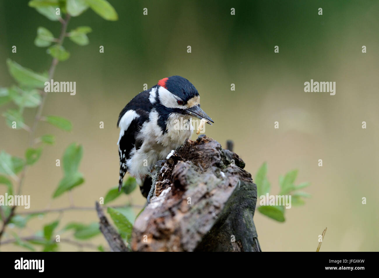 Big spotted woodpeckers hi-res stock photography and images - Alamy
