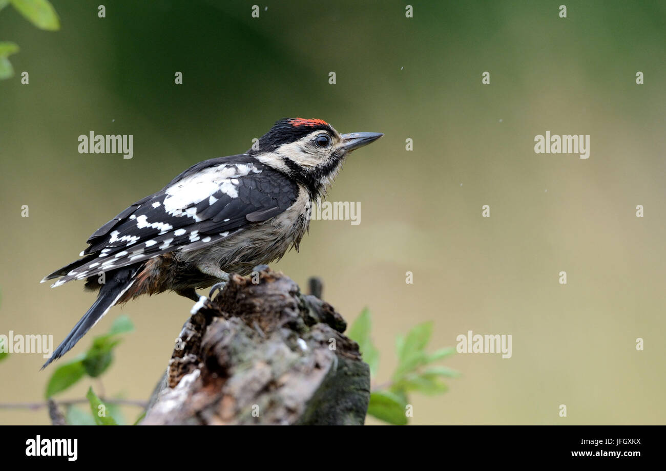 Big spotted woodpeckers hi-res stock photography and images - Alamy