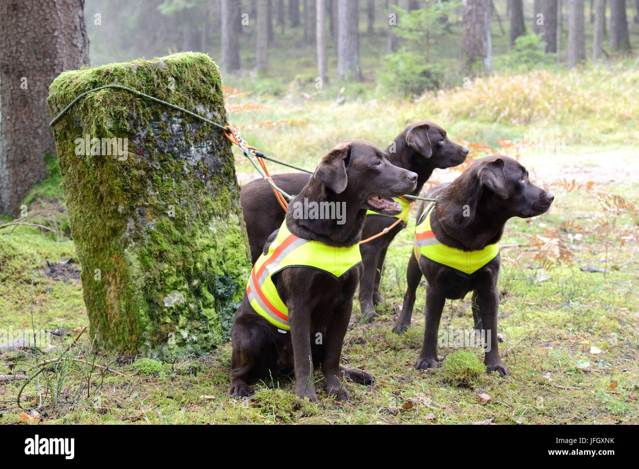 Autumnal battue on red deer Stock Photo - Alamy