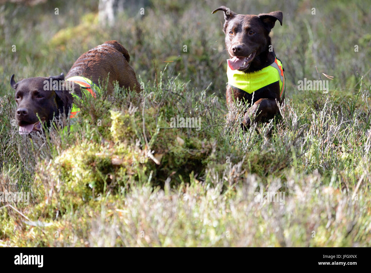 Autumnal battue on red deer Stock Photo - Alamy