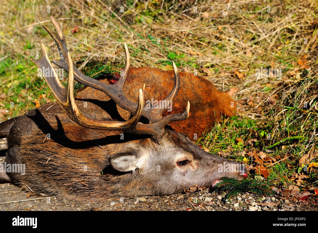 Whacked hi-res stock photography and images - Alamy