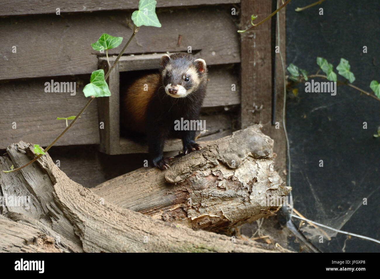 Polecat Prey High Resolution Stock Photography and Images - Alamy