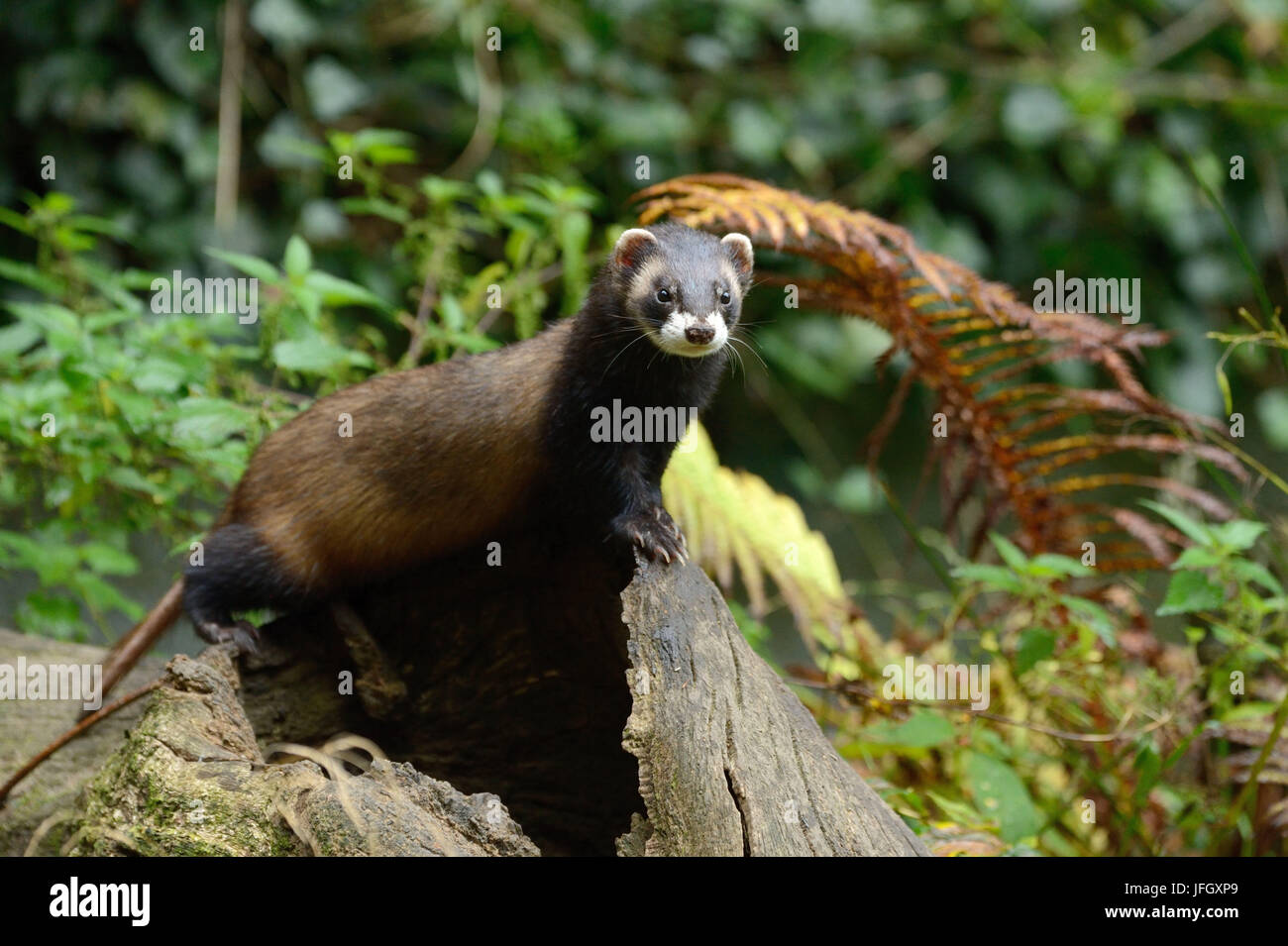 Polecat like hi-res stock photography and images - Alamy