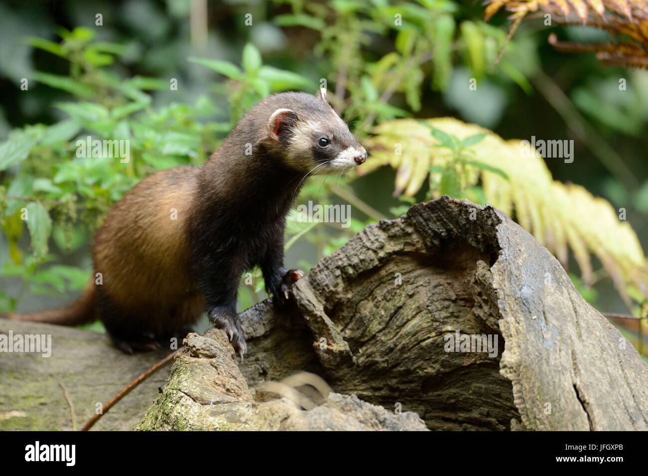 Polecat prey hi-res stock photography and images - Alamy