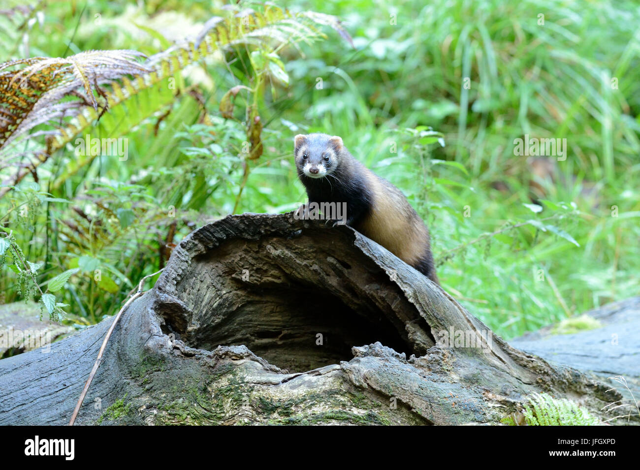 Polecat Like High Resolution Stock Photography and Images - Alamy