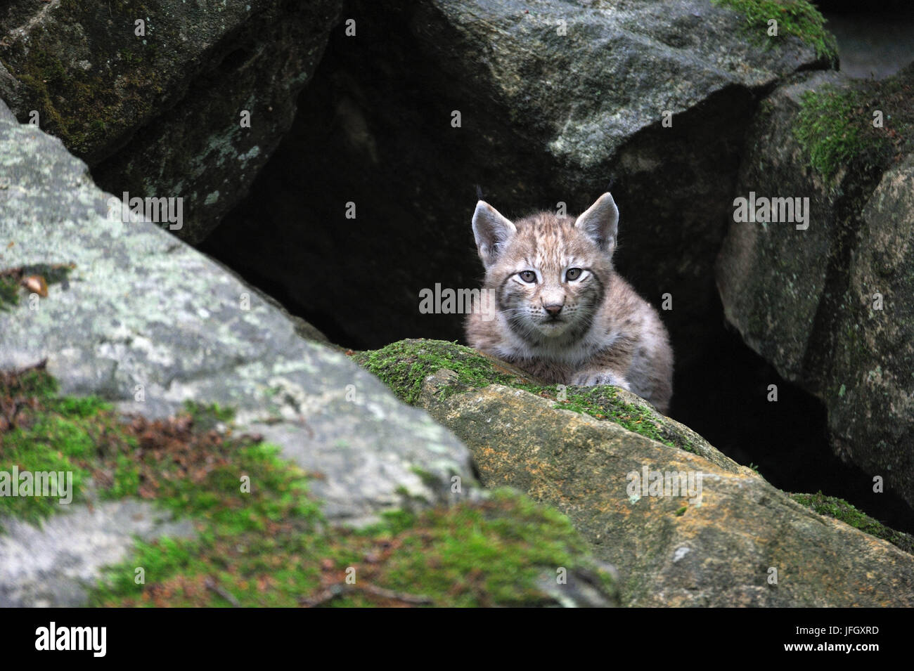 Jungs lynx hi-res stock photography and images - Alamy