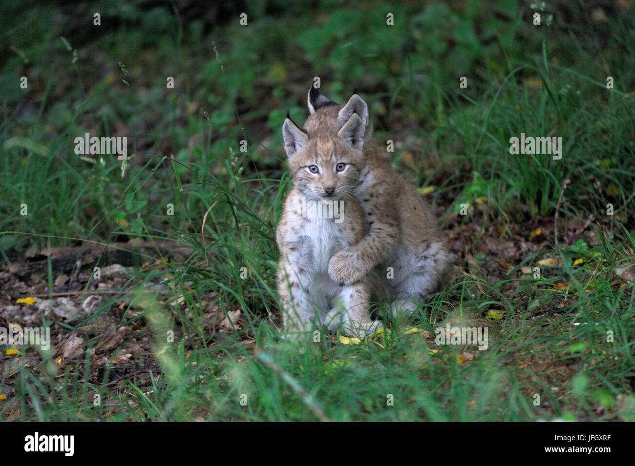 Baby lynxes hi-res stock photography and images - Alamy