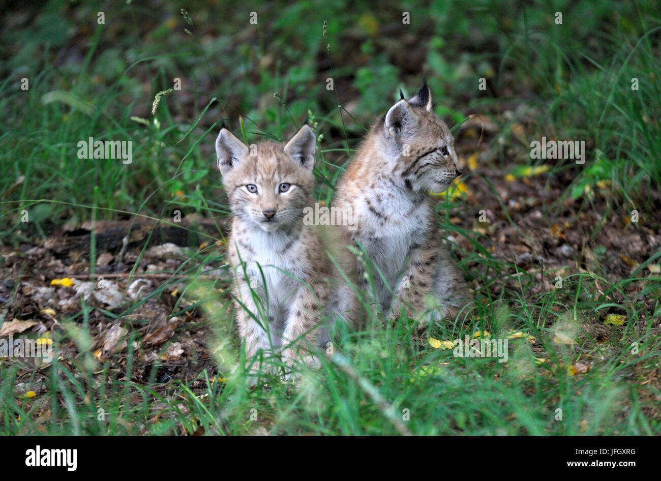 Baby lynxes hi-res stock photography and images - Alamy