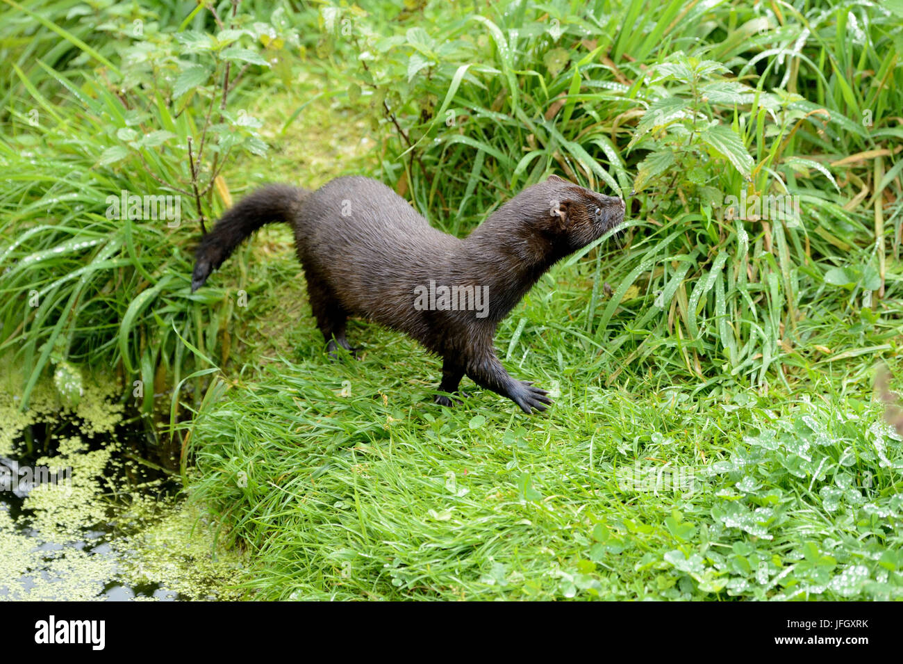 American martens hi-res stock photography and images - Alamy