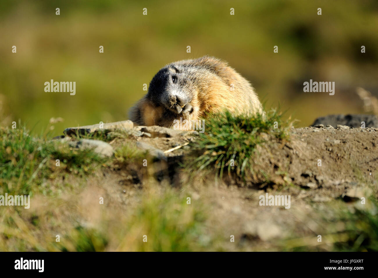 Real gophers hi-res stock photography and images - Alamy