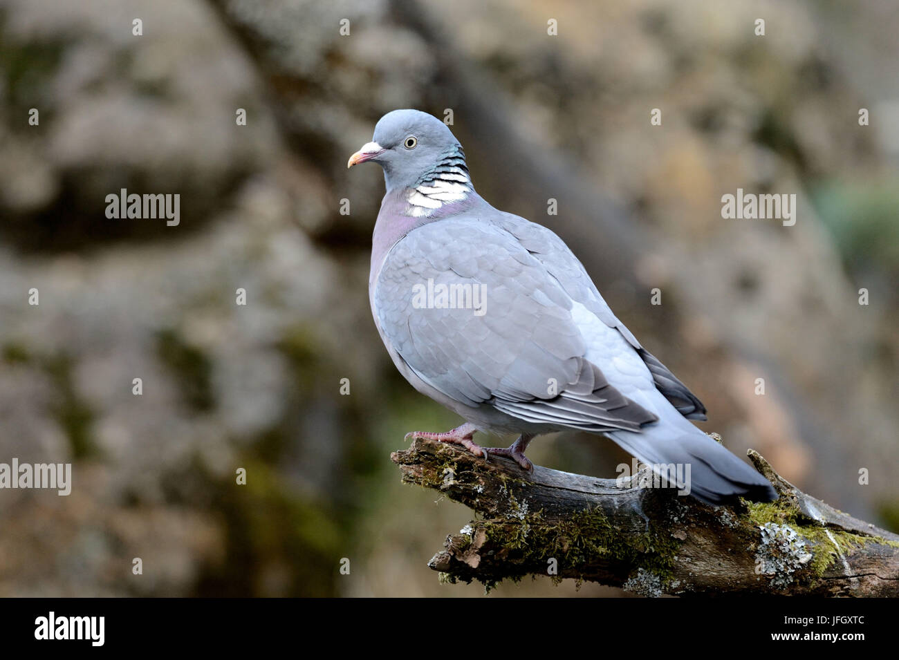 Culver culvers bird birds hi-res stock photography and images - Alamy