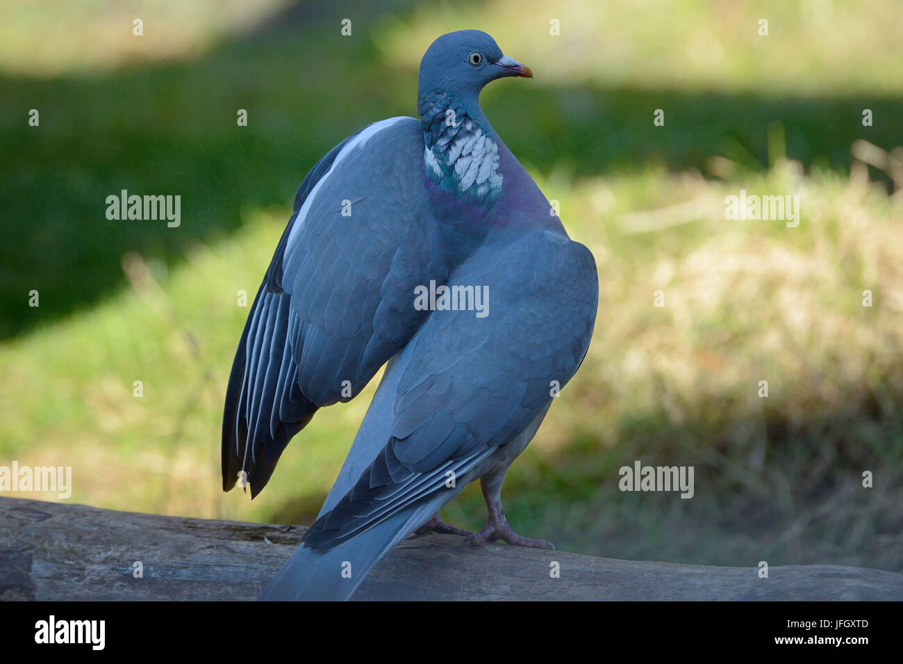 Culver culvers bird birds hi-res stock photography and images - Alamy