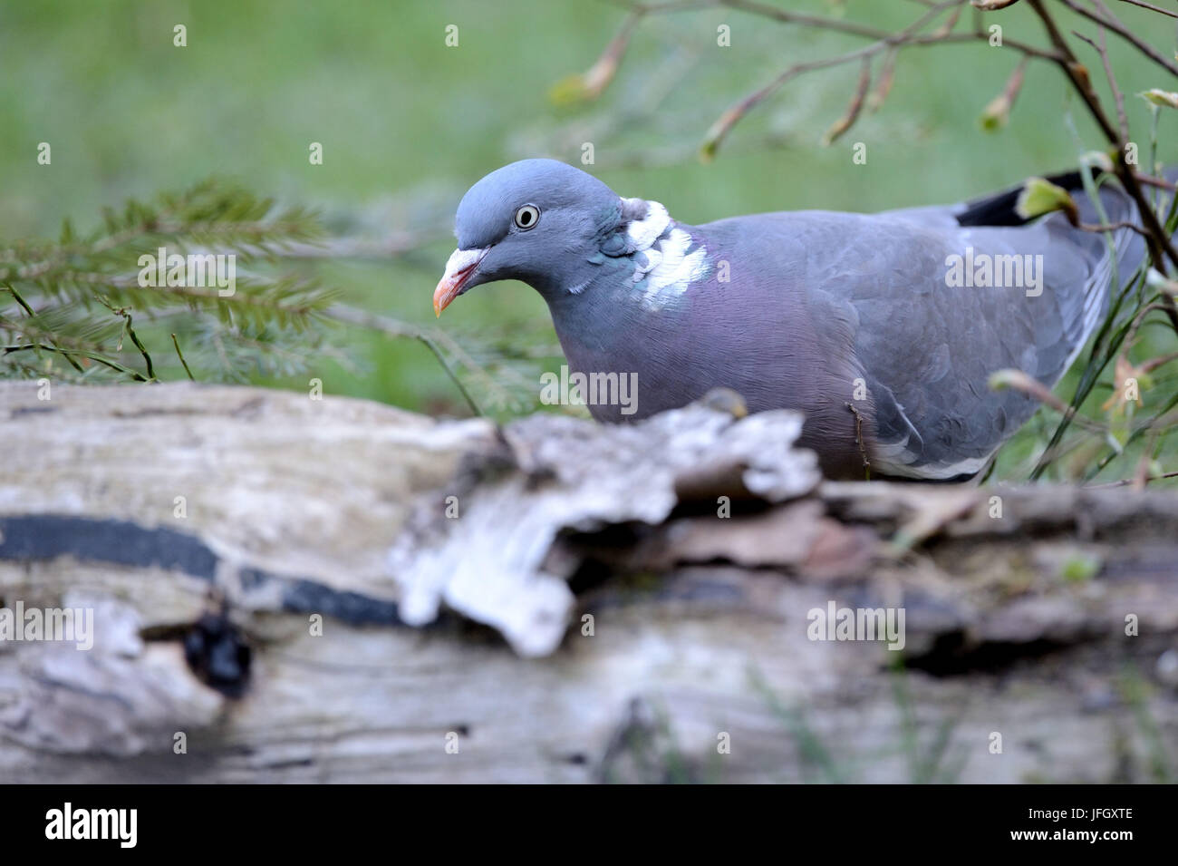 Culver culvers bird birds hi-res stock photography and images - Alamy