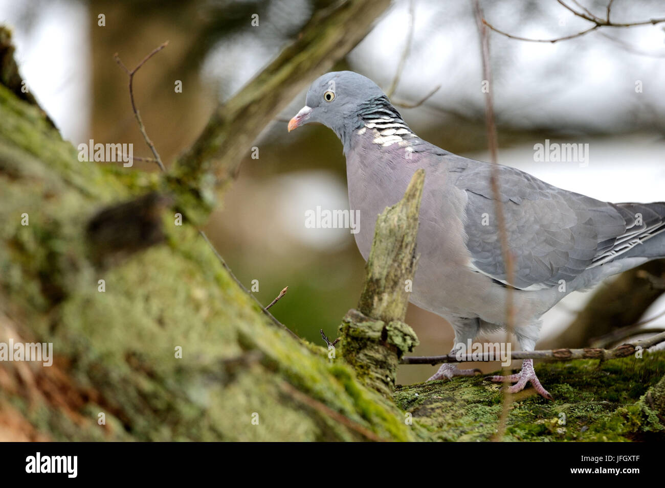 Culver culvers bird birds hi-res stock photography and images - Alamy