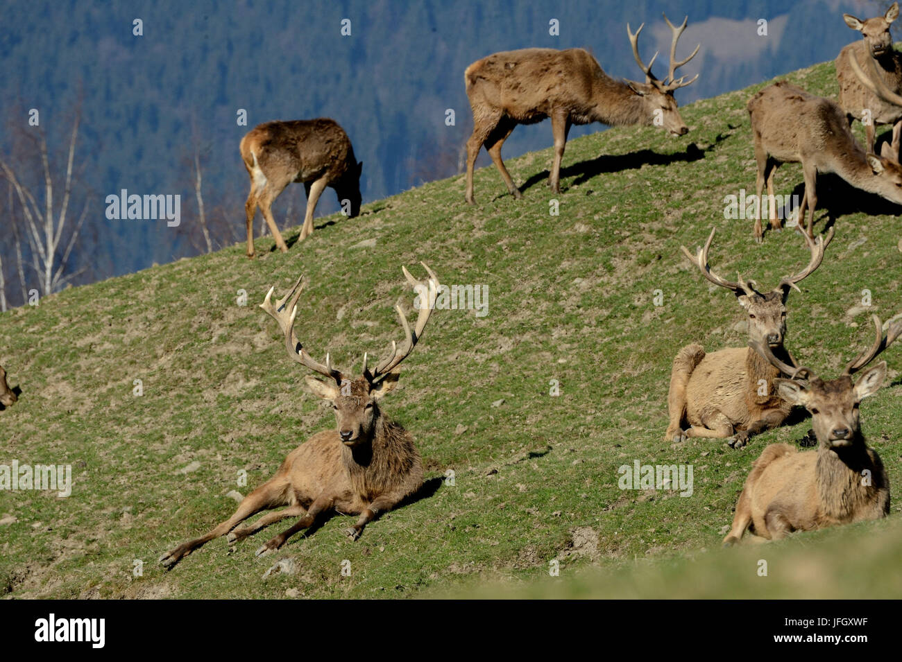 Red deer, red deer Stock Photo - Alamy
