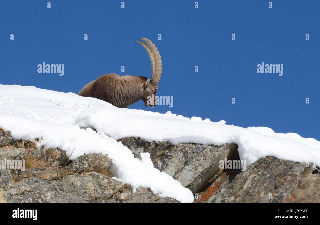 Capricorn in winter Stock Photo - Alamy