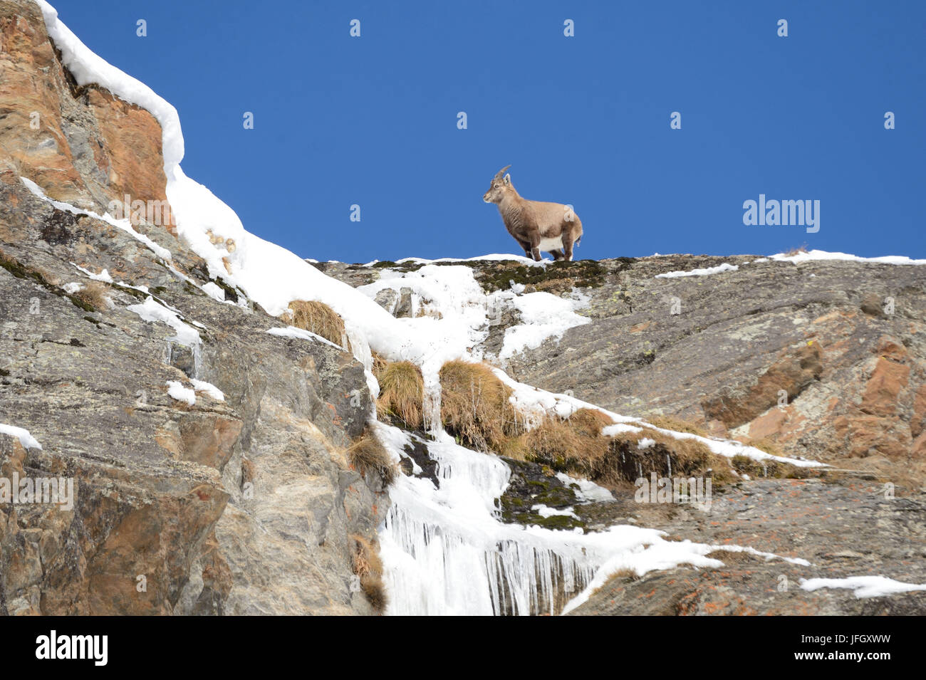 Capricorn in winter Stock Photo - Alamy