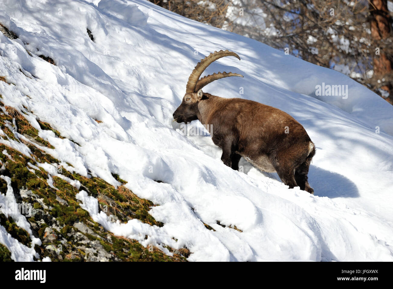 Capricorn in winter Stock Photo - Alamy