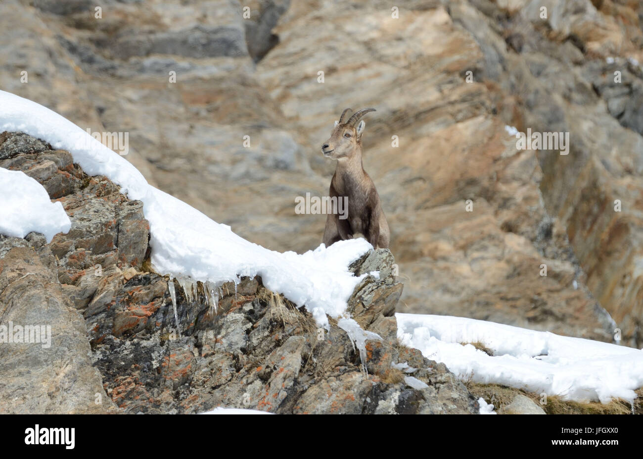 Capricorn in winter Stock Photo - Alamy