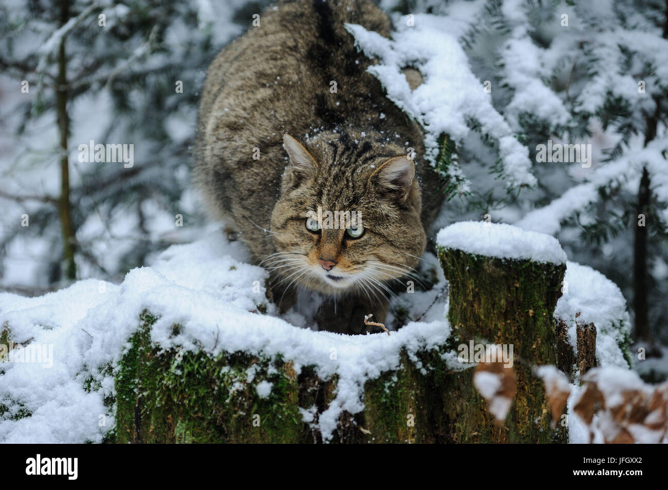 Small wildcat species hi-res stock photography and images - Alamy