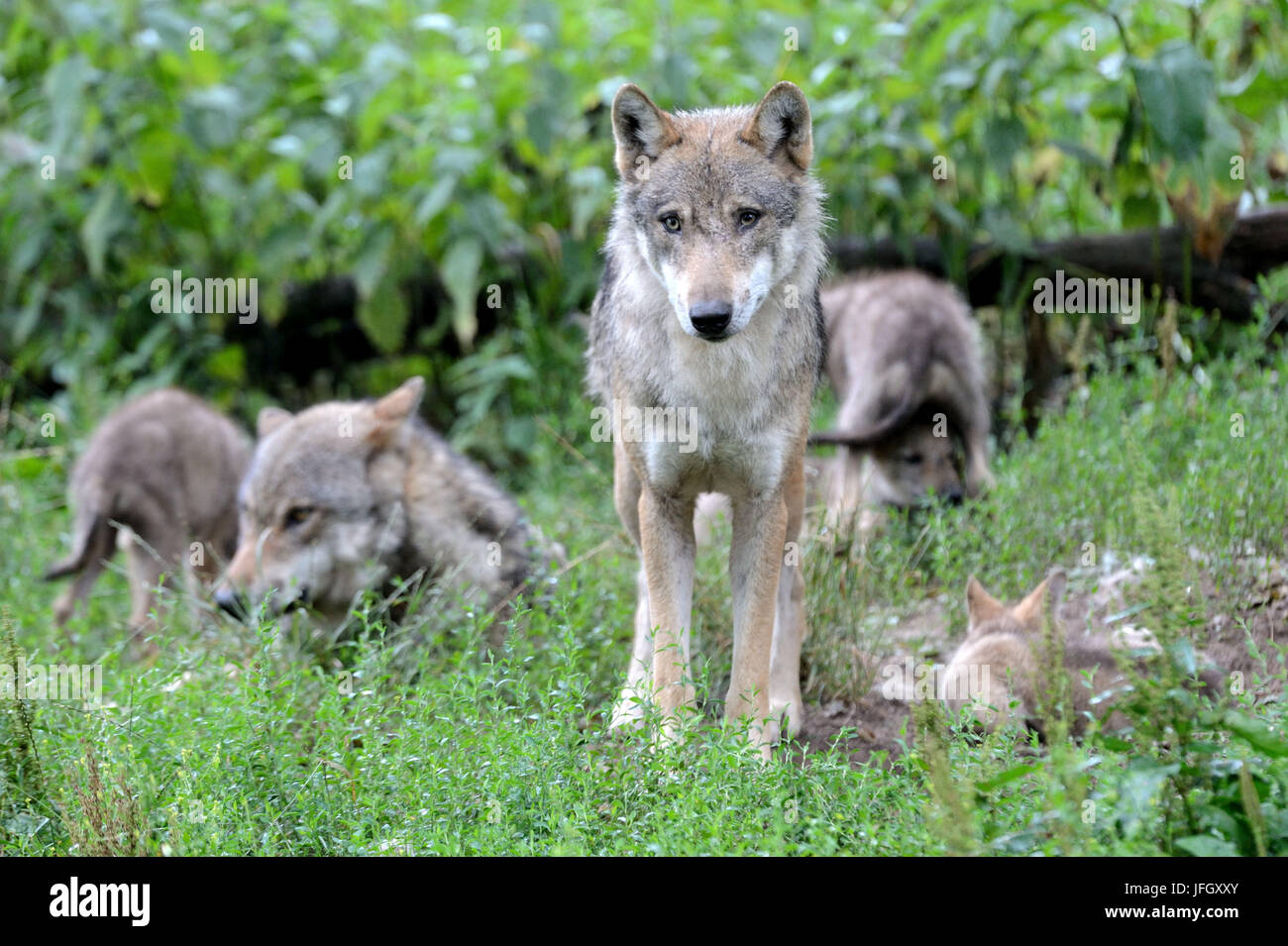 Wolf herds hi-res stock photography and images - Alamy