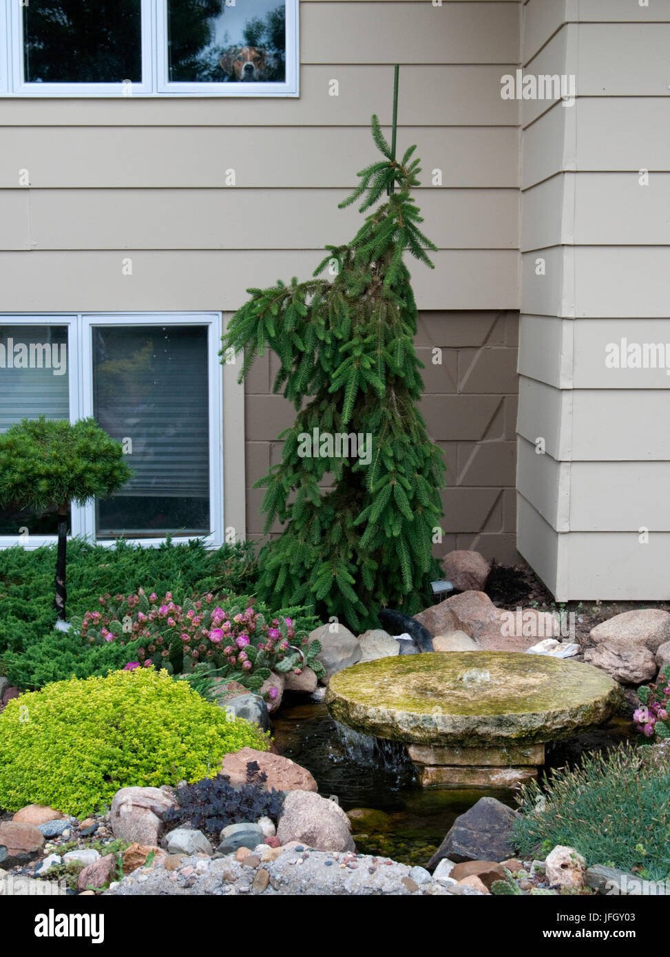 Water feature using a millstone with weeping pine Stock Photo - Alamy
