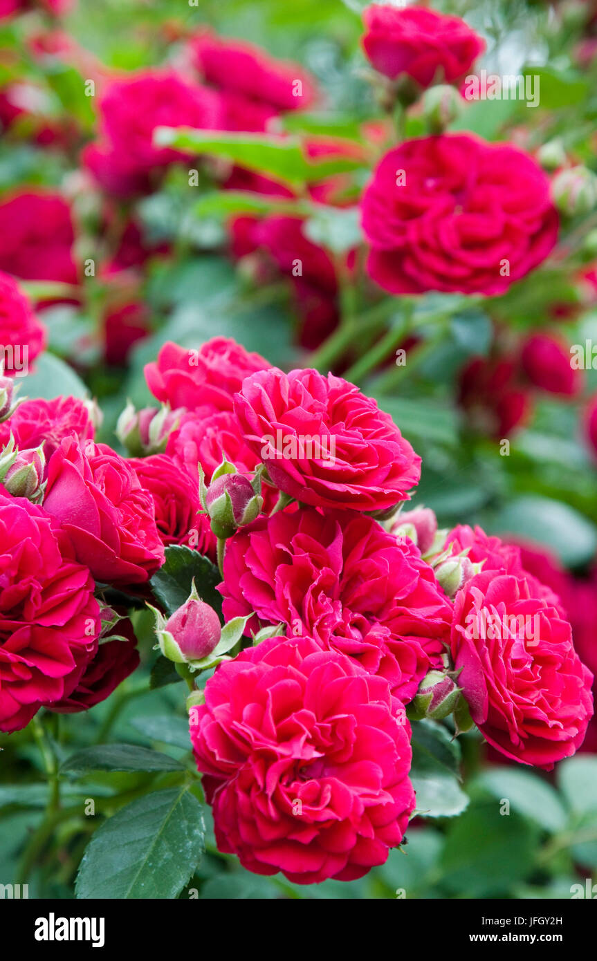 Chase rose hi-res stock photography and images - Alamy