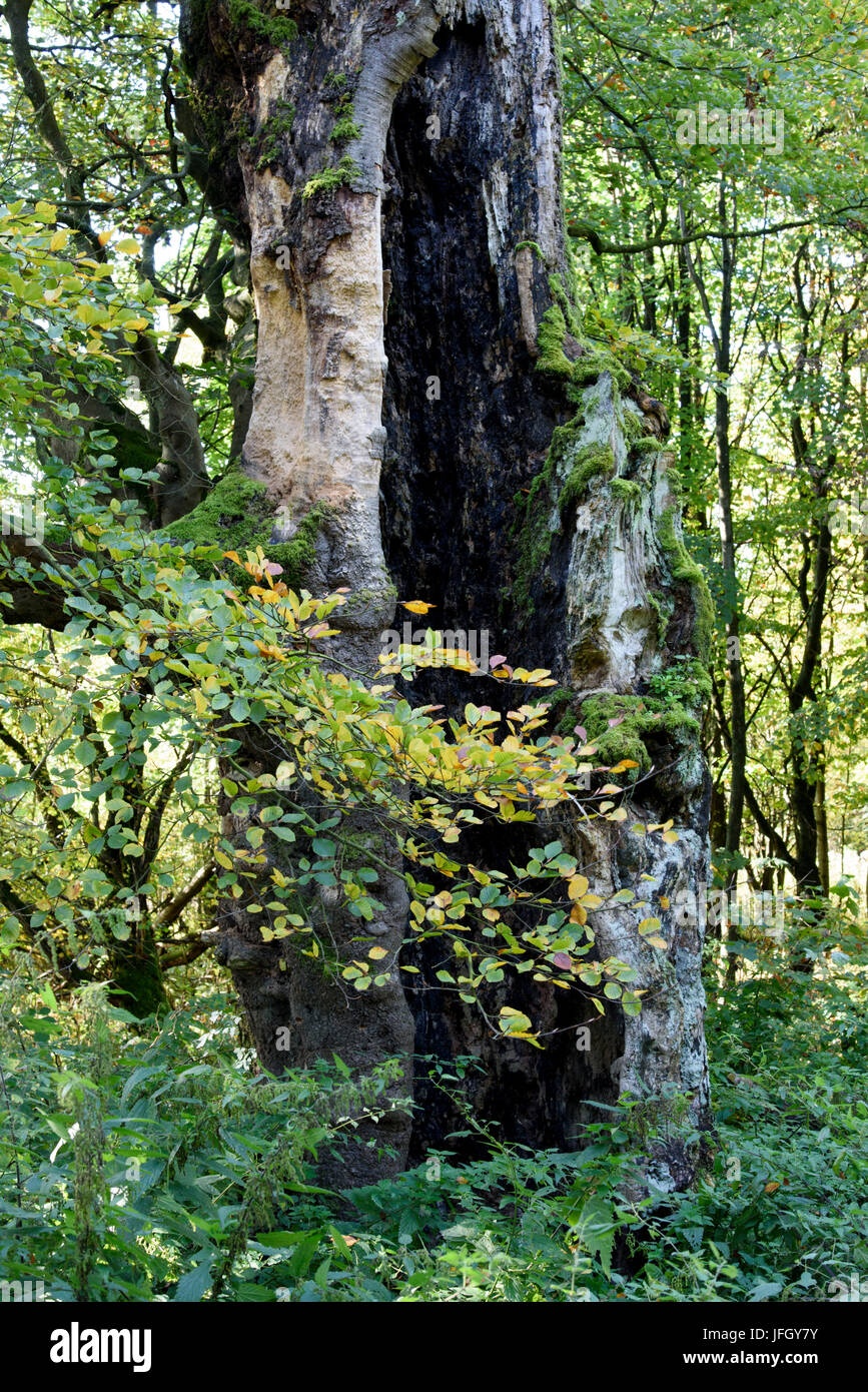 Habichtswald hi-res stock photography and images - Alamy