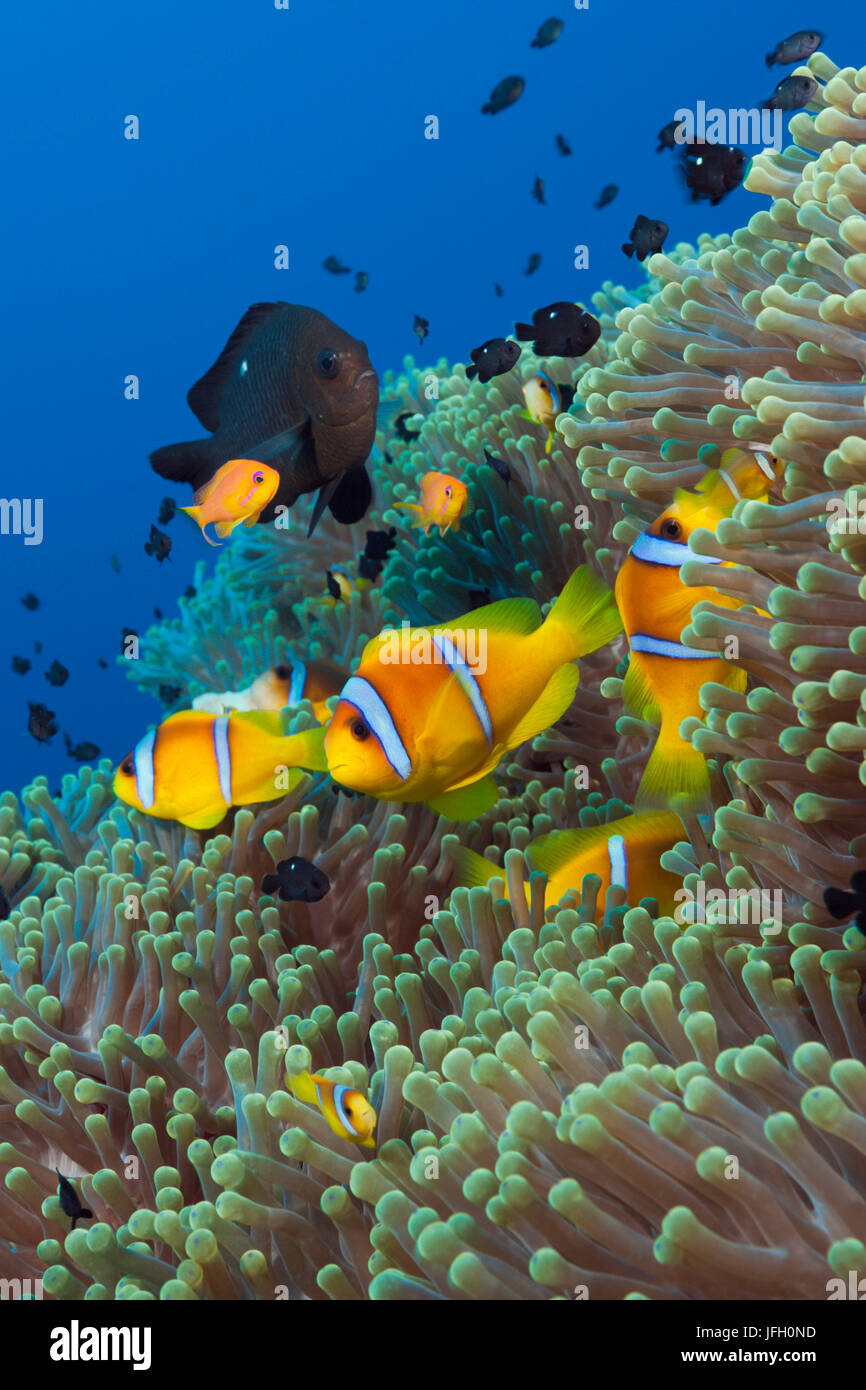 Red sea anemone fish in the reef, Amphiprion bicinctus, Shaab Rumi, the ...