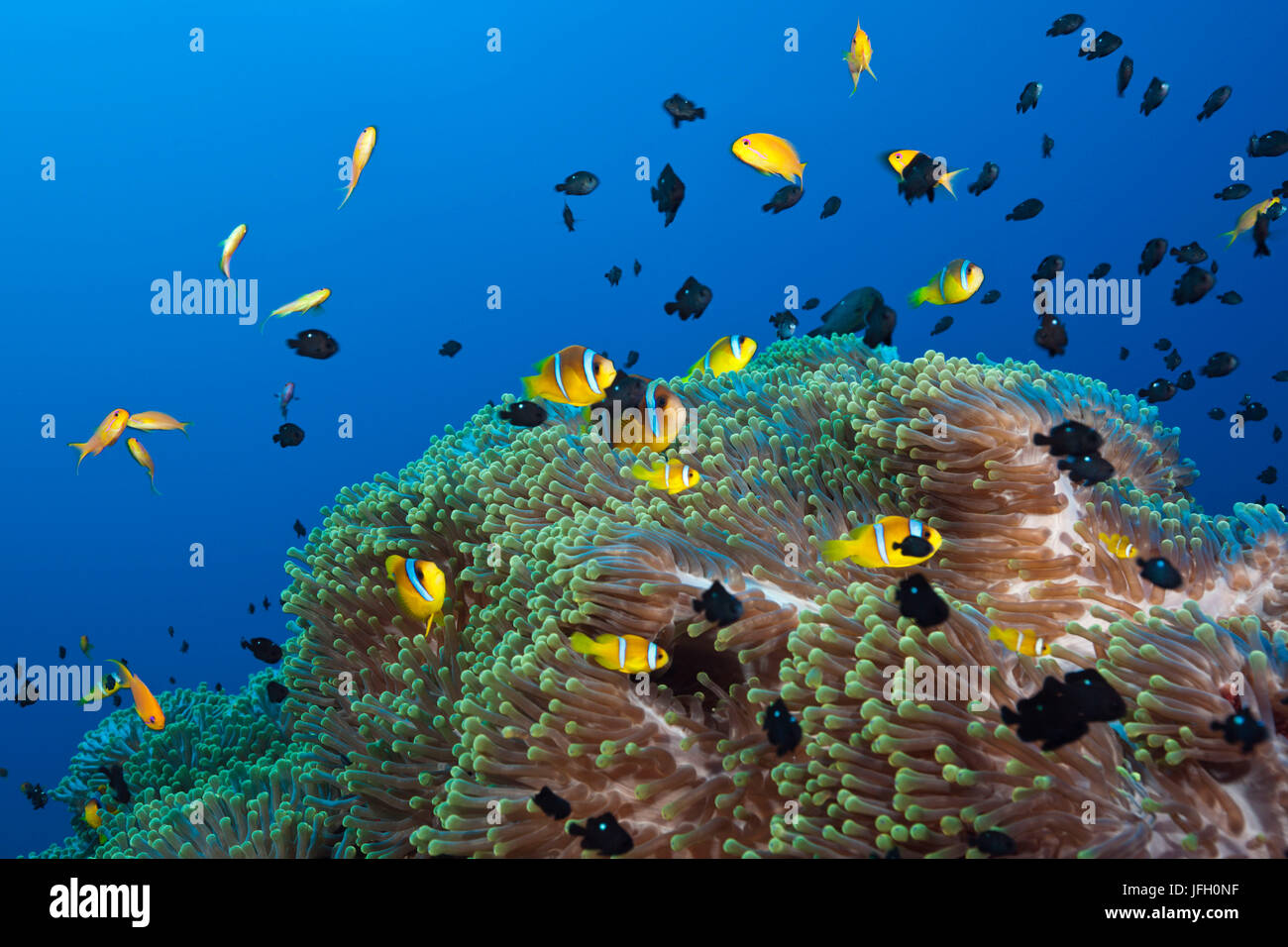 Red sea anemone fish in the reef, Amphiprion bicinctus, Shaab Rumi, the ...
