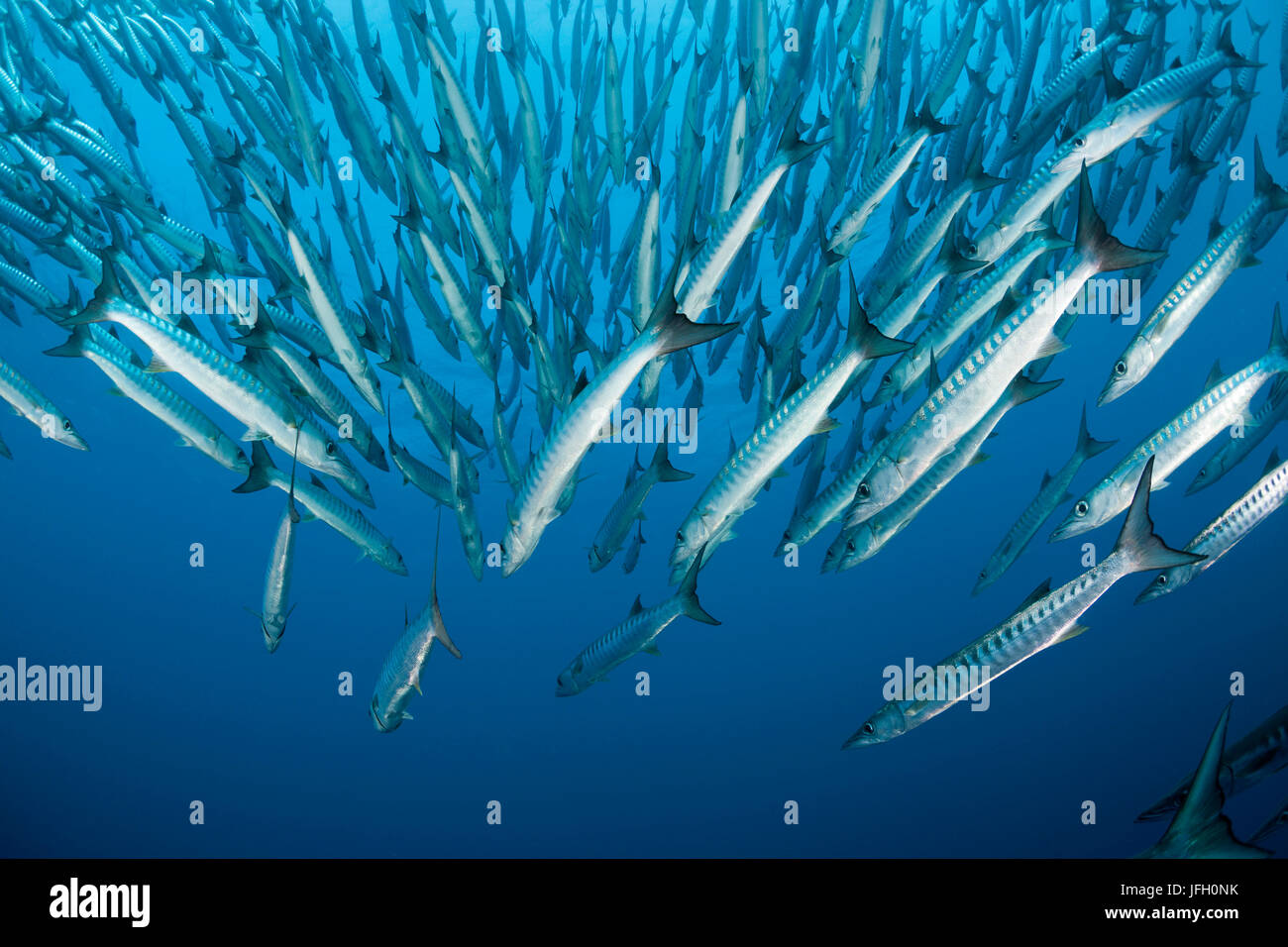 Dream blackfin barracuda, Sphyraena qenie, Shaab Rumi, the Red Sea ...