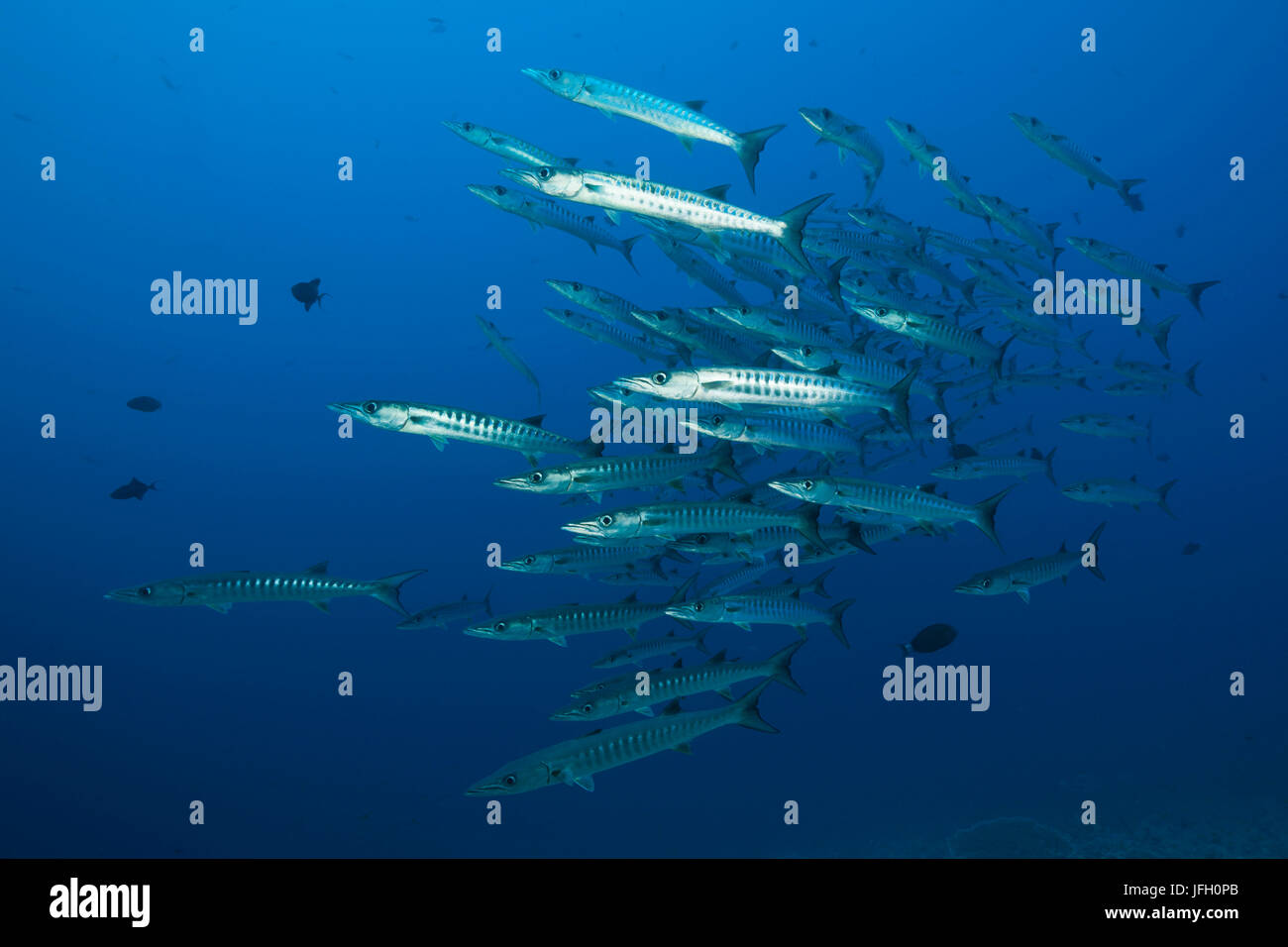 Dream blackfin barracuda, Sphyraena qenie, the Red Sea, Ras Mohammed ...