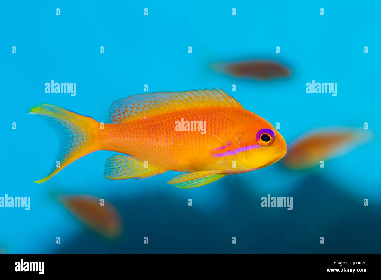 Harem-flag perch, Pseudanthias squamipinnis, the Red Sea, Dahab, Egypt ...