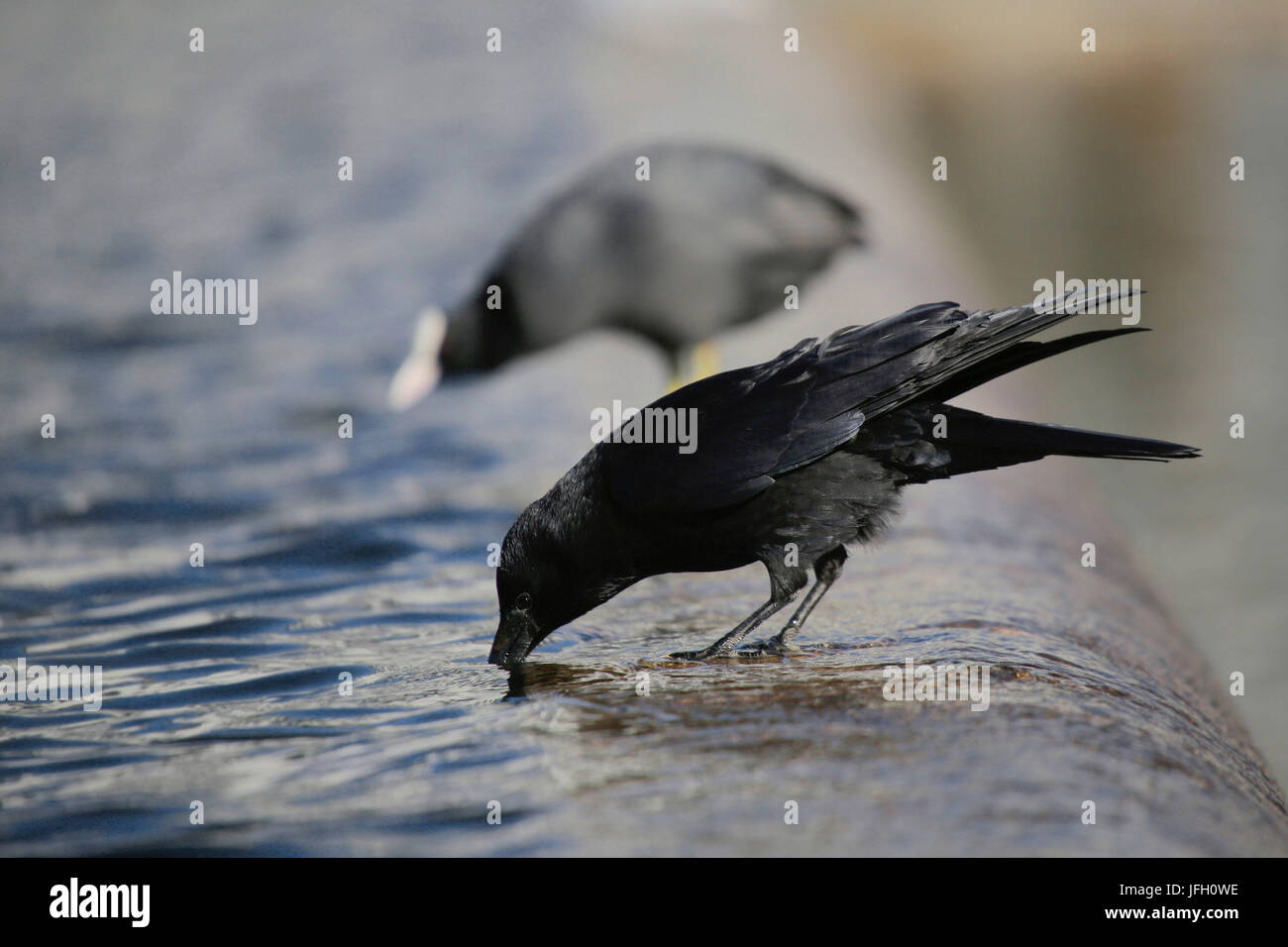Carrion crow nest hi-res stock photography and images - Alamy